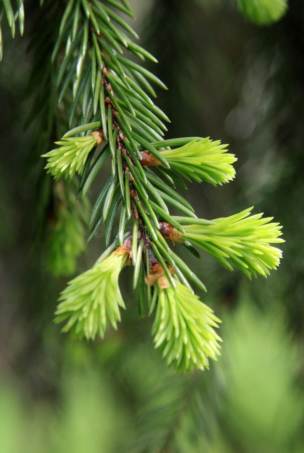 Young fir tree branch stock image. Image of detail, bright - 99565645