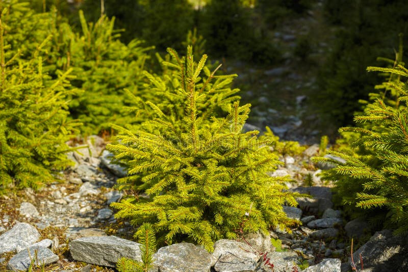 Young Fir Tree in Natural Environment Stock Image - Image of bokeh ...