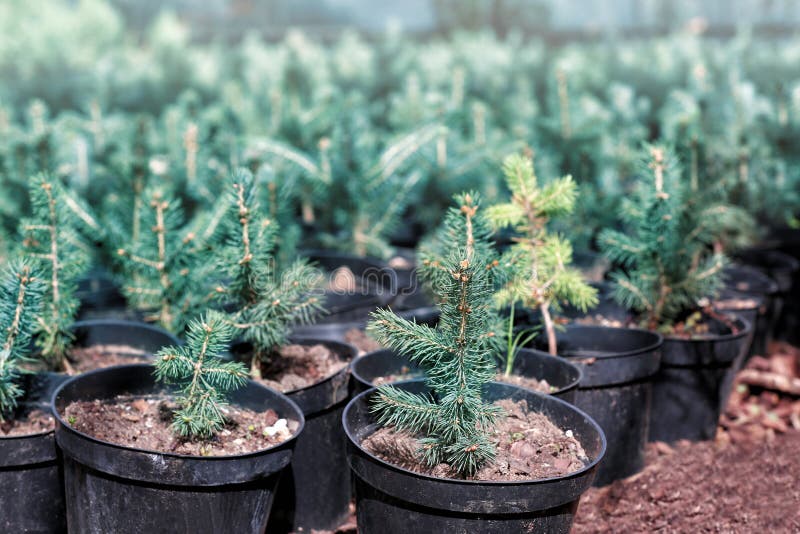 Young Fir Tree Plants in Greenhouse Stock Image - Image of hothouse ...