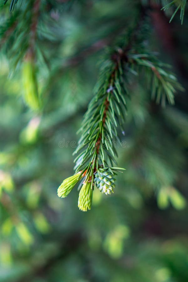 Young Fir Tree Sprouts on Branch on Blurred Background Stock Image ...
