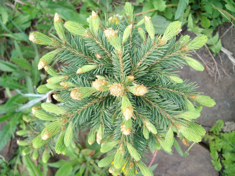 Young fir tree on top stock image. Image of christmas - 93341709