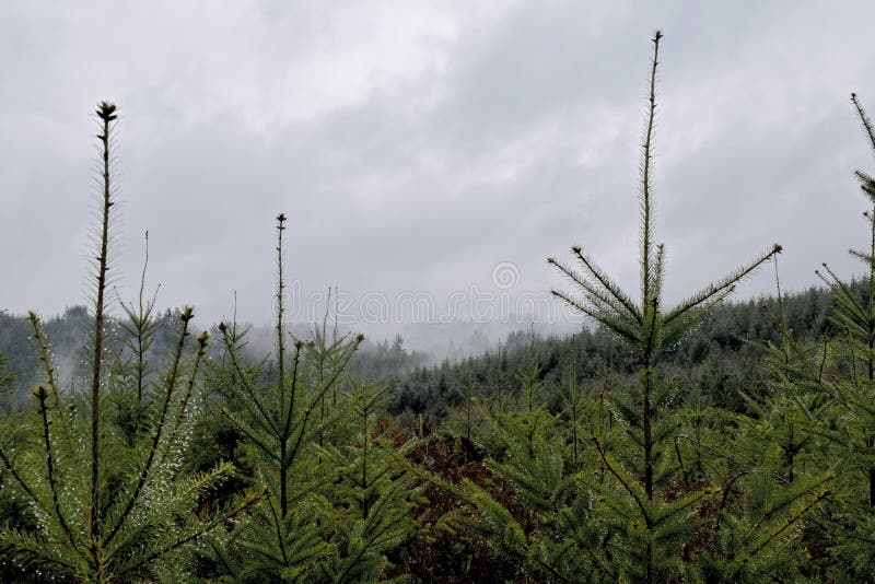 Young douglas fir trees stock image. Image of rained - 48240111