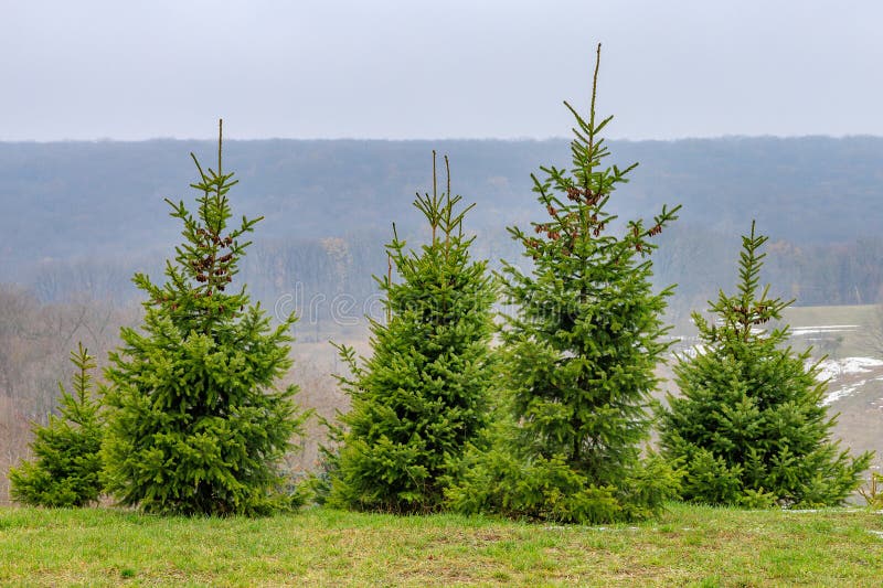 Young Fir Trees in the Forest. Background with Selective Focus and Copy ...