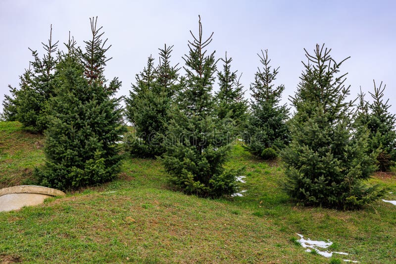 Young Fir Trees in the Forest. Background with Selective Focus and Copy ...