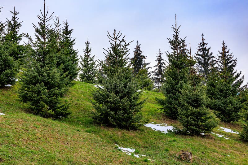 Young Fir Trees in the Forest. Background with Selective Focus and Copy ...