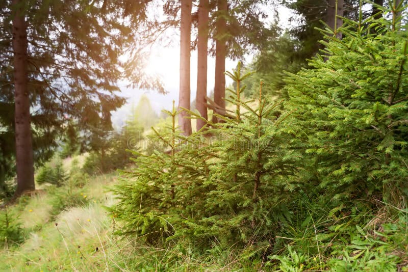 Young Fir Trees in the Forest. Small Plants Stock Photo - Image of ...