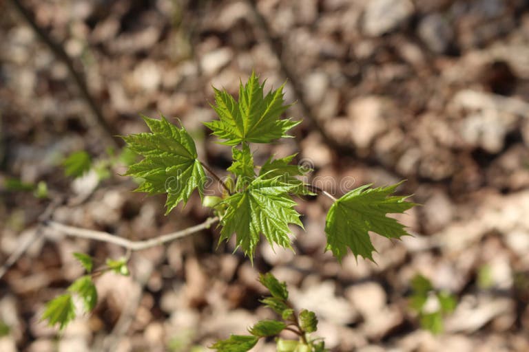 Young First Leaves Appeared on a Maple Tree in a Spring Forest Stock ...