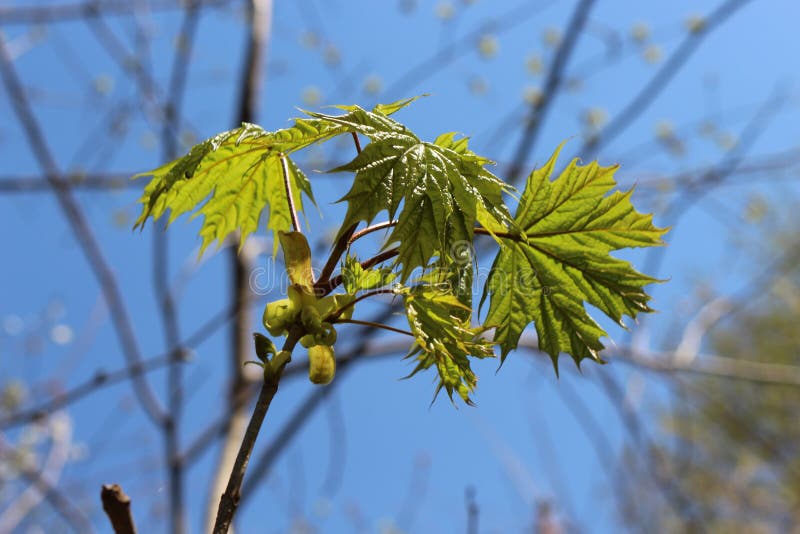 Young First Leaves Appeared on a Maple Tree in a Spring Forest Stock ...