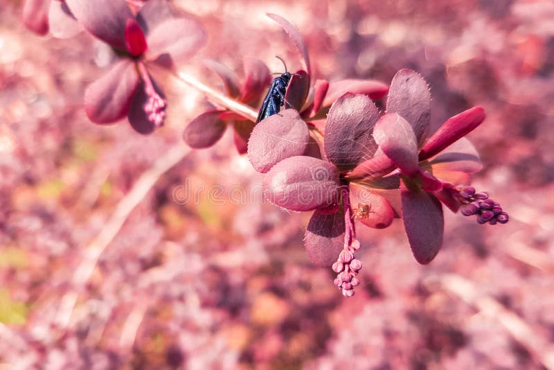 Leaves and Buds of Young Pears. Stock Photo - Image of bunch, leaves ...