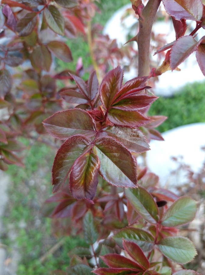 Young First Reddish Rose Leaves on the Bush Stock Photo - Image of twig ...