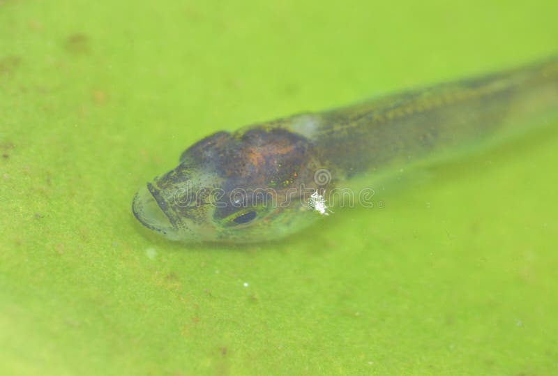 Young fish in water stock photo. Image of love, paradise - 256466680