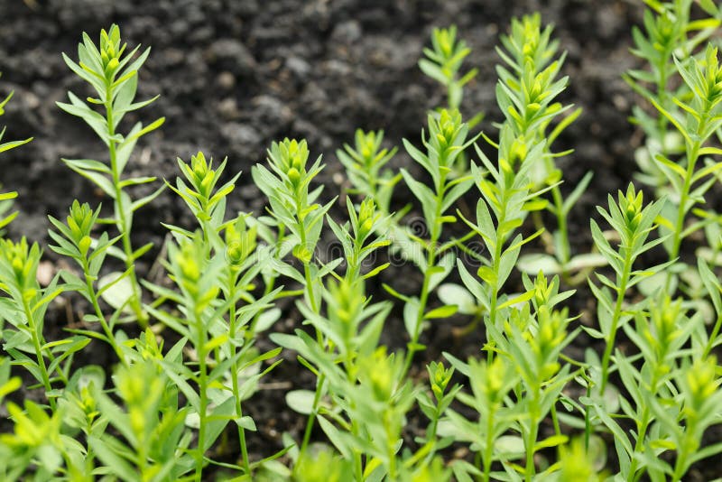 Young flax sprouts stock image. Image of agrarian, flax - 55037951