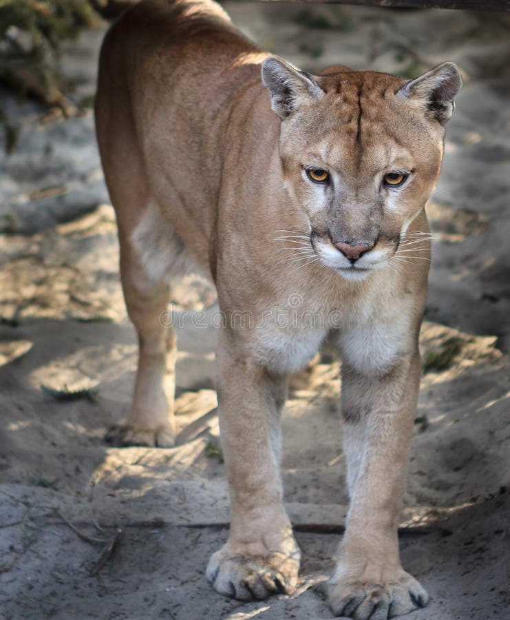 Young Florida Panther stock photo. Image of mountain - 28609544
