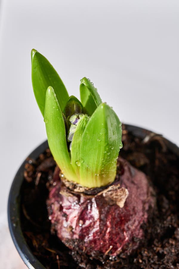 Young Flower Bulb Planted in Soil Stock Image - Image of season, beauty ...