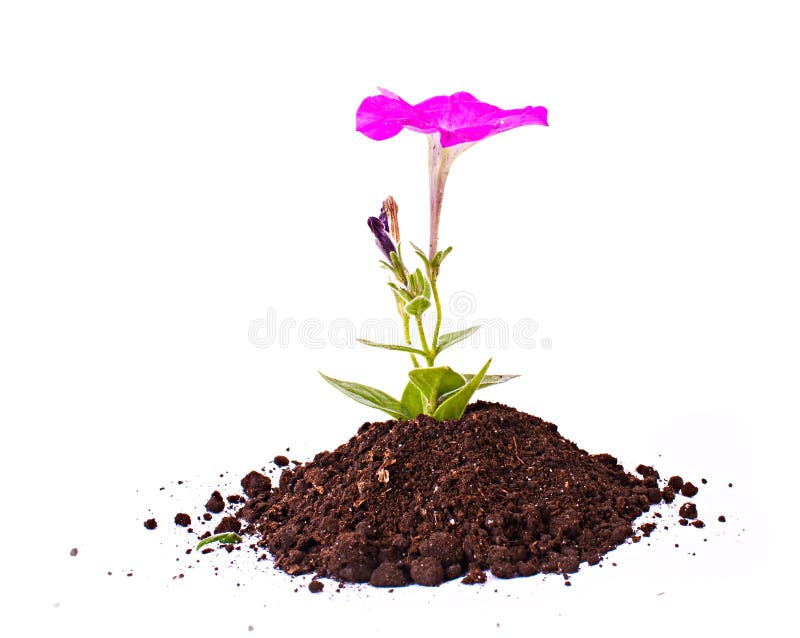 Young flower in ground stock photo. Image of dirt, gardening - 12675654