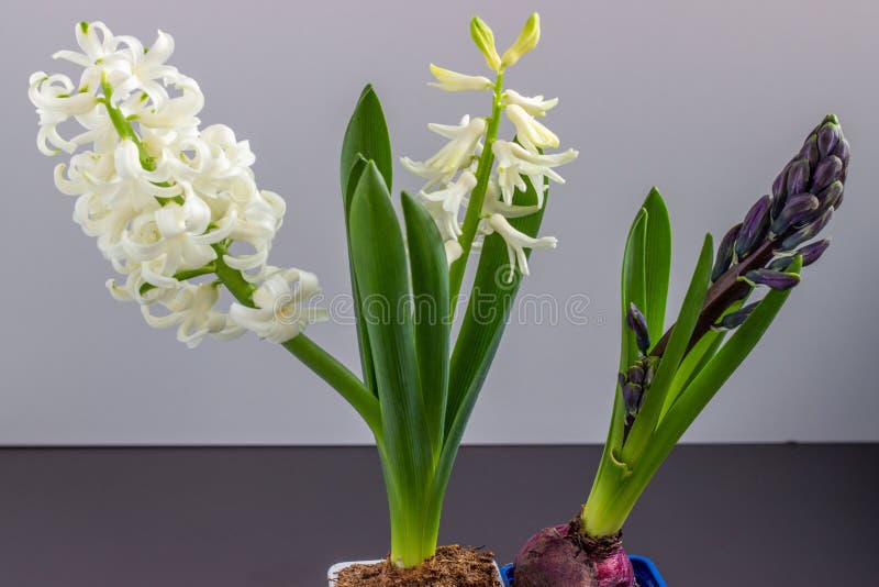 Young Flowering Hyacinth in a Pot. Spring Flowers, Easter, Holidays ...