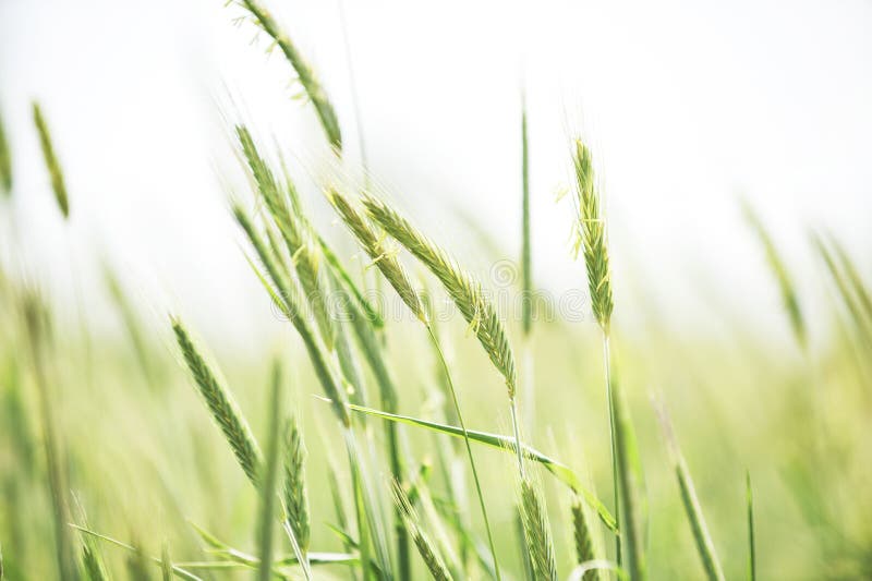 Young Flowering Spikes of Barley Close-up Stock Photo - Image of grain ...