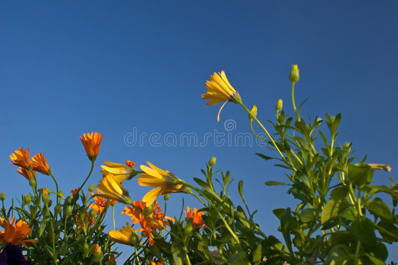 Young flowers stock photo. Image of green, young, flowers - 5044146