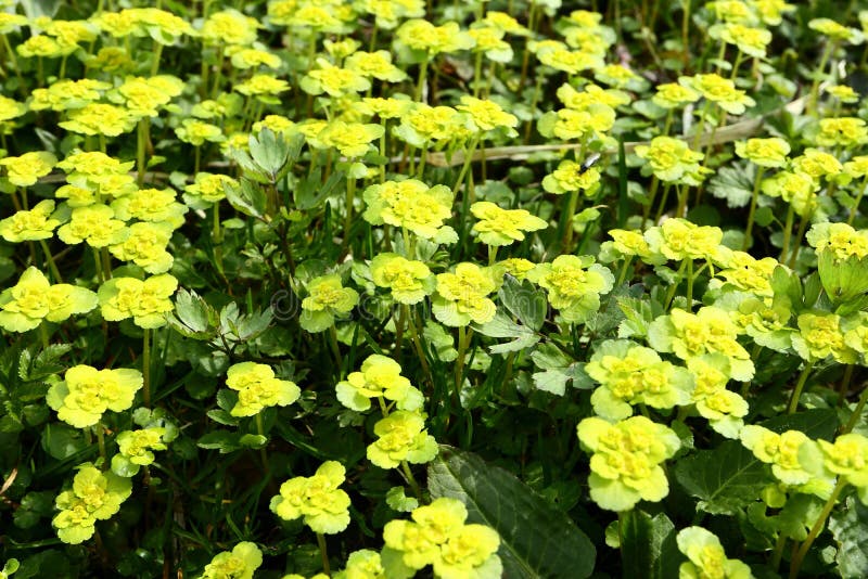 Young Flowers on the Field in Spring Stock Image - Image of leaf, wild ...