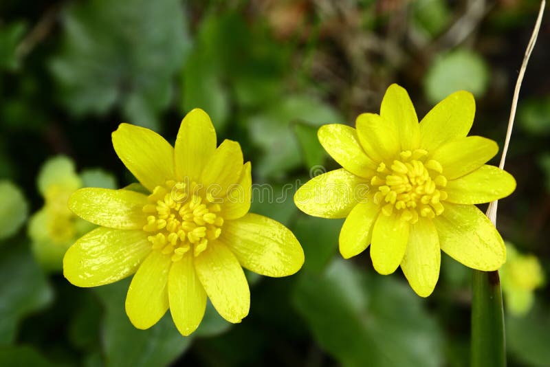 Young Flowers on the Field in Spring Stock Image - Image of closeup ...