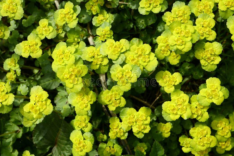 Young Flowers on the Field in Spring Stock Image - Image of wild ...