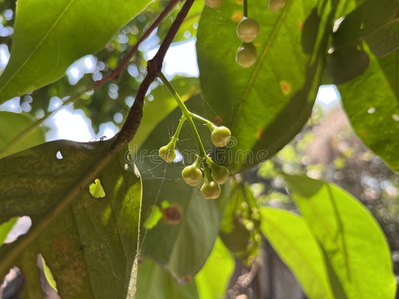 Young Flowers of Green Rose Apple on a Tropical Fruit Tree Stock Image ...