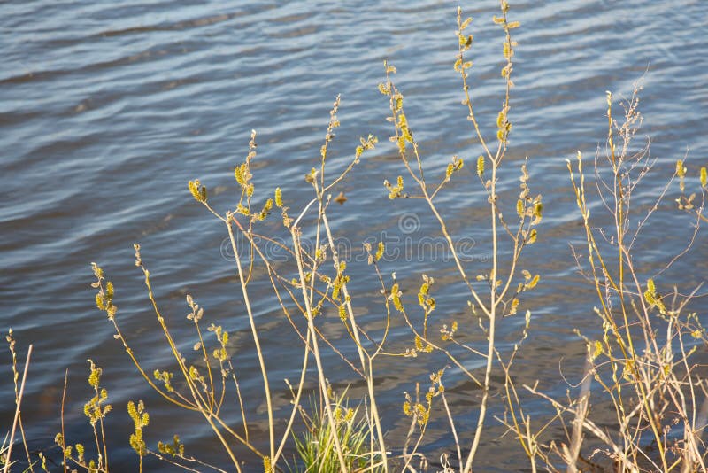 Flowers and Leaves on the Trees Near the River in Spring Stock Image ...