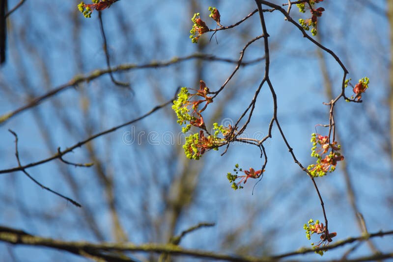 Young Flowers and Leaves on the Trees in Spring Stock Photo - Image of ...