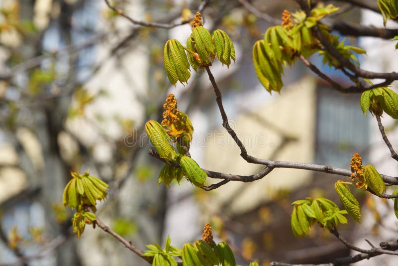 Young Flowers and Leaves on the Trees Stock Photo - Image of green ...