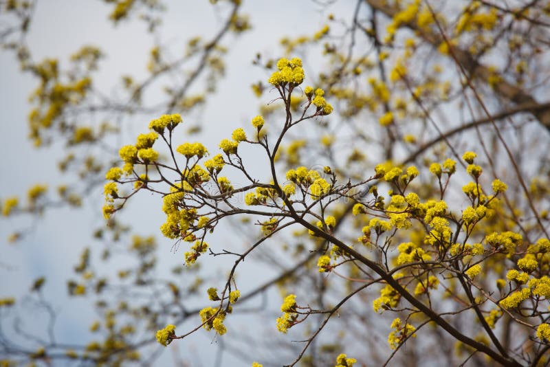 Young Flowers and Leaves on the Trees in Spring Stock Photo - Image of ...