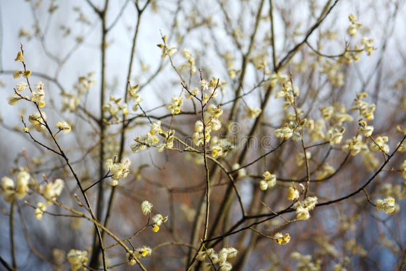 Young Flowers and Leaves on the Trees in Spring Stock Image - Image of ...