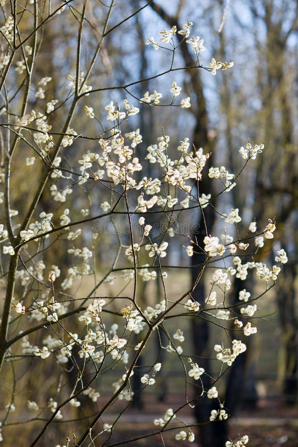 Young Flowers and Leaves on the Trees Stock Photo - Image of green ...
