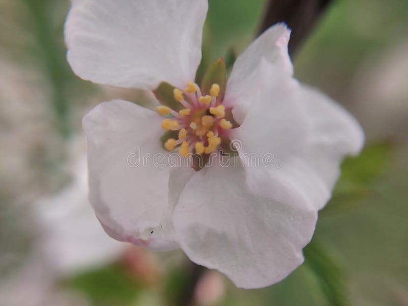 Young Flowers Sprout in Spring Stock Image - Image of stem, sapling ...