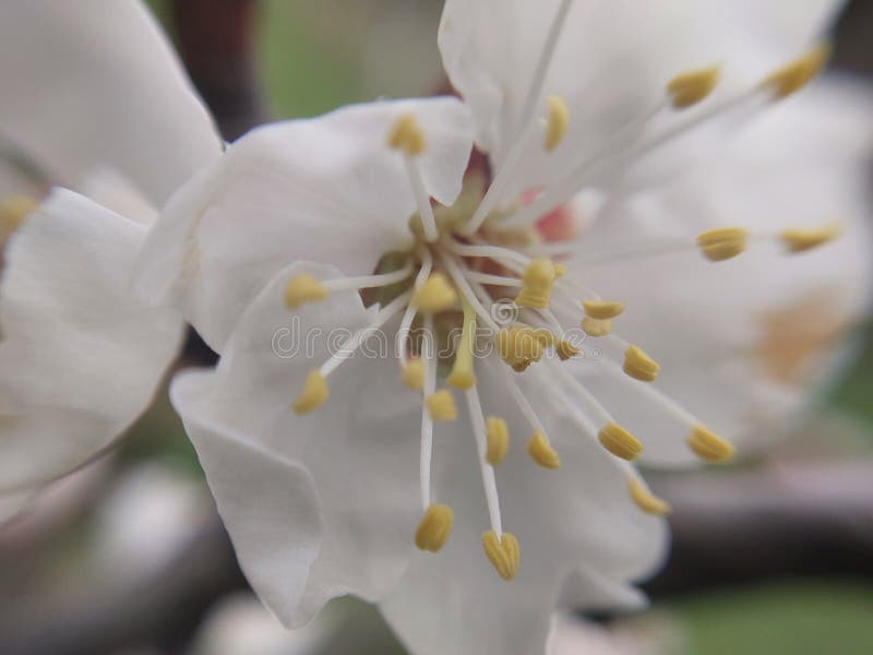 Young Flowers Sprout in Spring Stock Photo - Image of sprout, garden ...