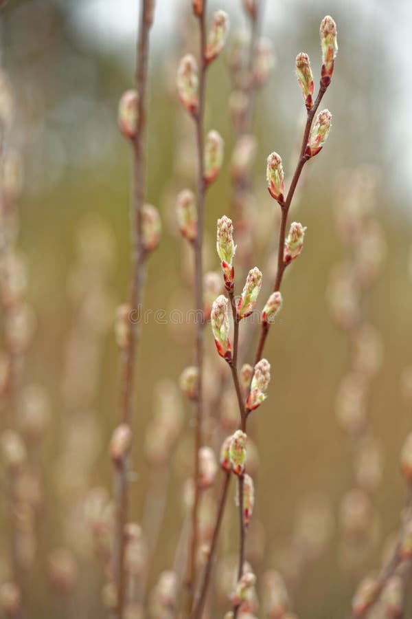 Young flowers stock photo. Image of freshness, grow, botany - 81363784