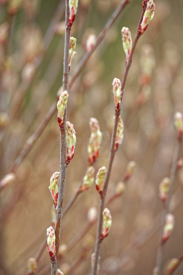 Young flowers stock image. Image of botany, life, bright - 81364133