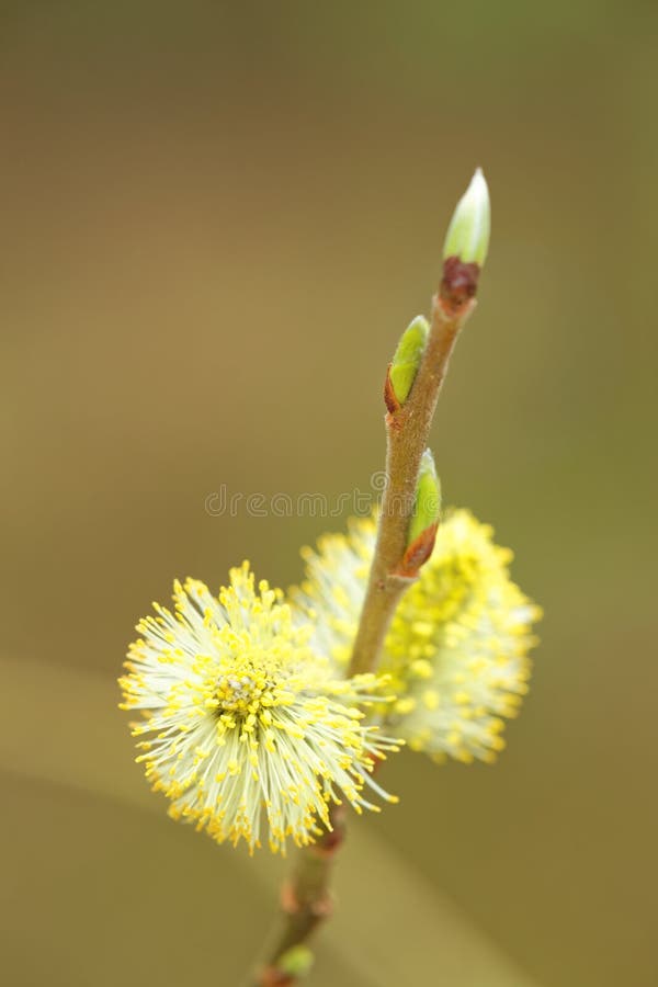 Young flowers stock image. Image of gardening, green - 81364153