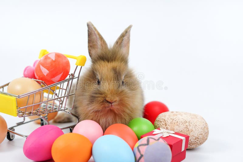 Brown Adorable Rabbit Sitting With Easter Eggs And Shopping Toller