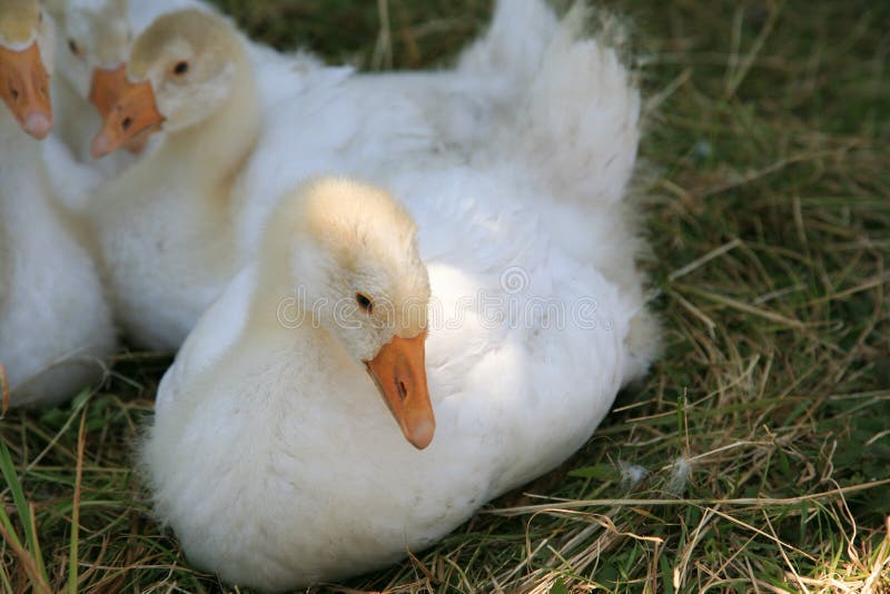 Young fluffy geese stock photo. Image of goose, baby - 65176164