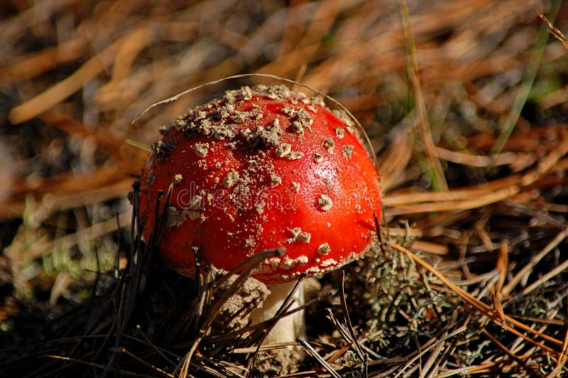 Young Fly Agaric Toadstool (Amanita Muscaria). Stock Photo - Image of ...