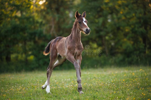 Young Brown Foal Galloping on a Summer Field Stock Photo - Image of ...