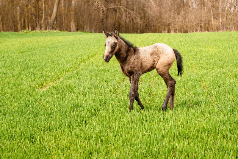 A Young Foal on the Green Grass in Spring. Stock Photo - Image of field ...
