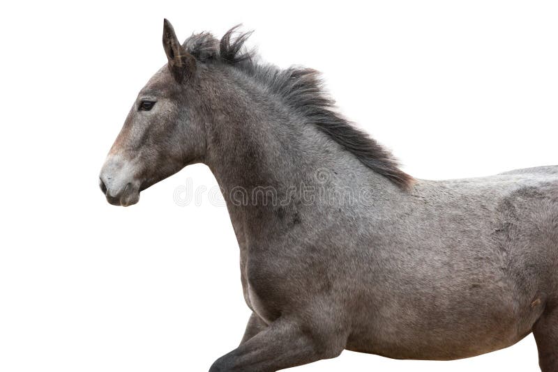 Young foal laying down stock image. Image of tripe, natural - 13206683