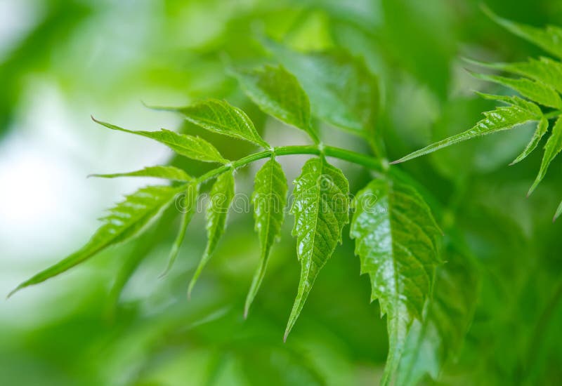 Young foliage stock image. Image of foliage, green, beauty - 24820411