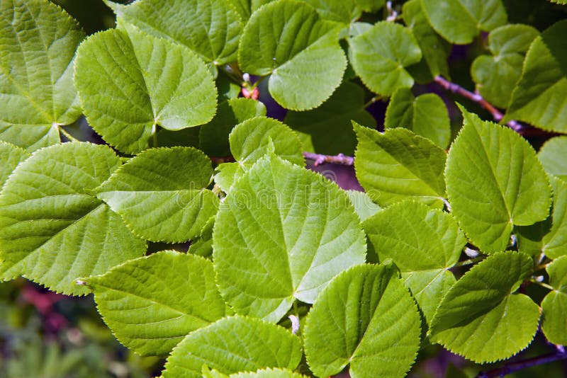 Young foliage stock photo. Image of tree, full, leaves - 73757810