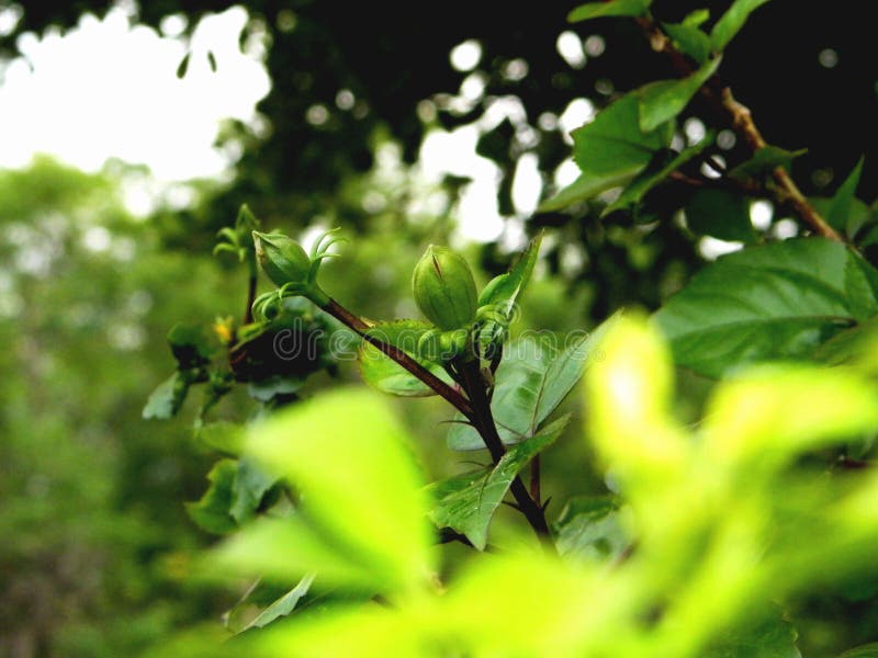 Young Foliage Hibiscus Flowers on Trees Stock Image - Image of growth ...