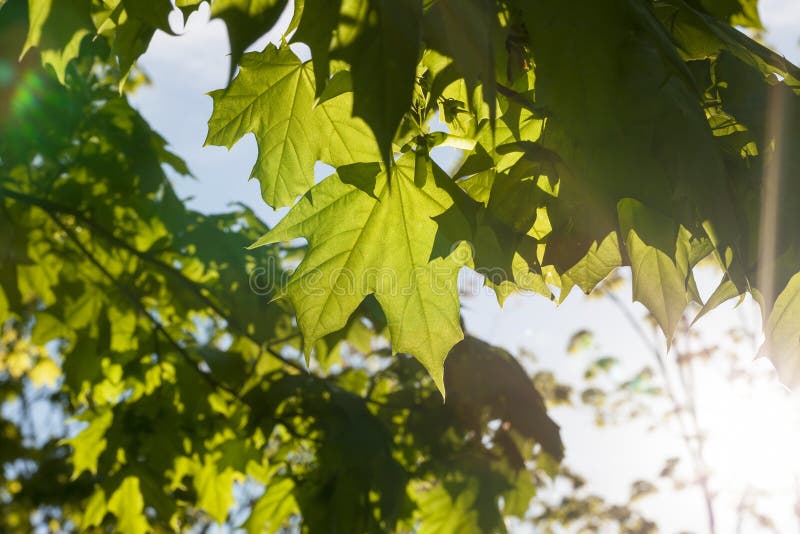 The young foliage of maple stock image. Image of maple - 223374199