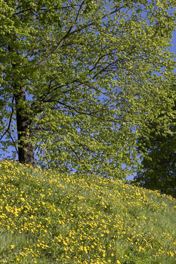 The Young Foliage of the Maple Tree in the Spring Season Stock Photo ...