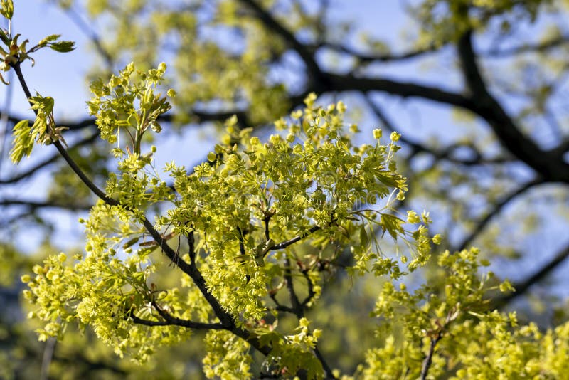 The Young Foliage of the Maple Tree in the Spring Season Stock Image ...