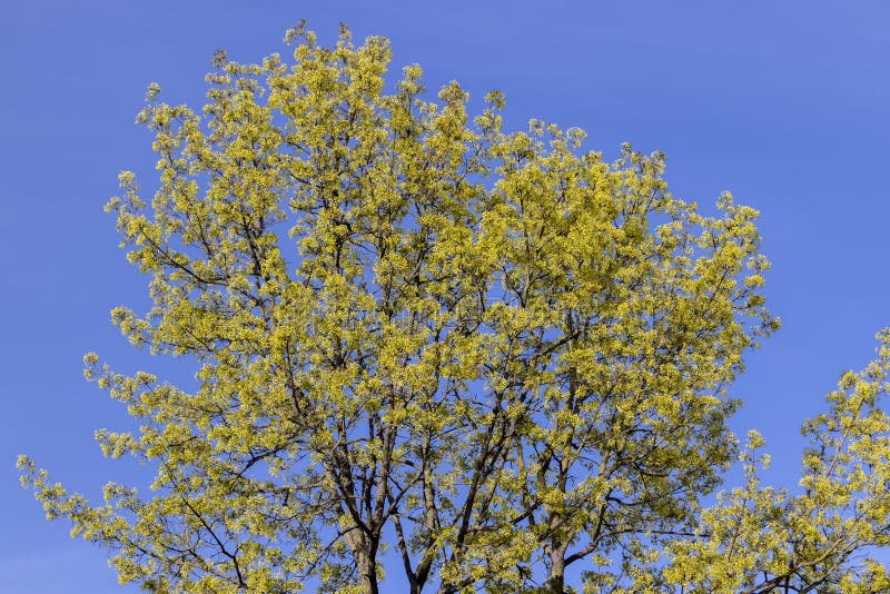The Young Foliage of the Maple Tree in the Spring Season Stock Image ...